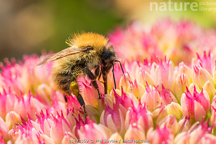 Stock photo of Shrill Carder Bee (Bombus sylvarum), England's rarest ...