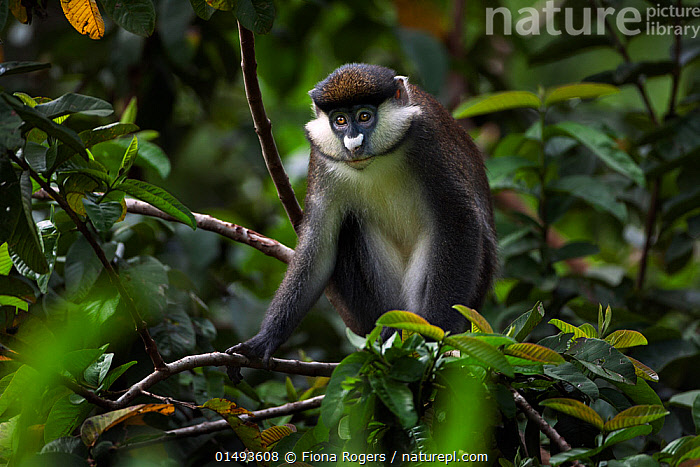 Stock photo of Red-tailed monkey (Cercopithecus ascanius) watching from ...