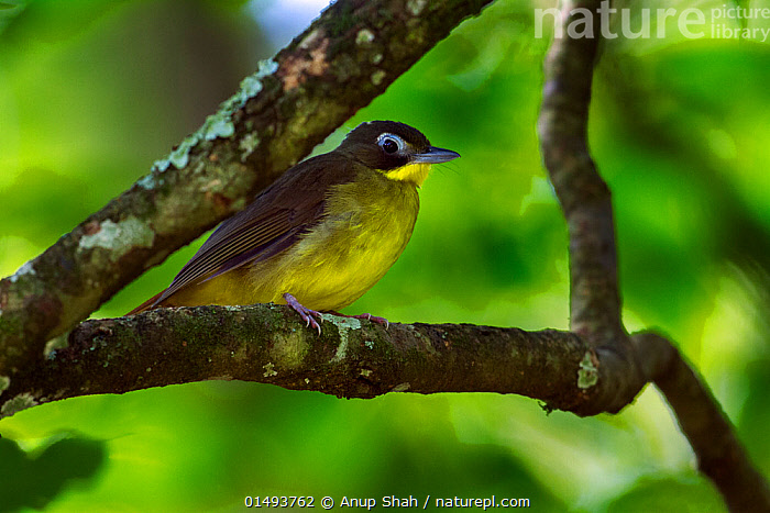 Stock photo of Red-tailed bristlebill (Bleda syndactyla woosnami ...