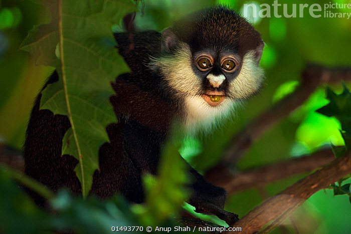 Stock photo of Red-tailed monkey (Cercopithecus ascanius) juvenile ...