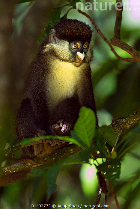 Stock photo of Red-tailed monkey (Cercopithecus ascanius) infant ...