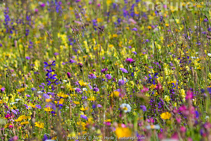 Stock photo of Wildflowers in alpine meadow, Nordtirol, Austrian Alps ...