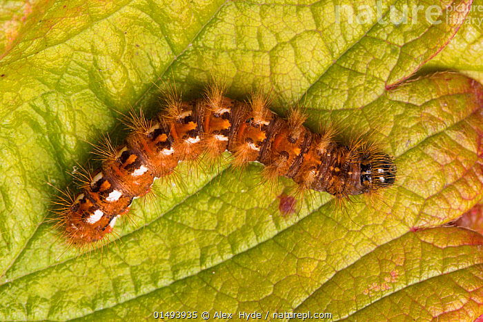 Stock photo of Knot grass moth caterpillar (Acronicta rumicis) Peak ...
