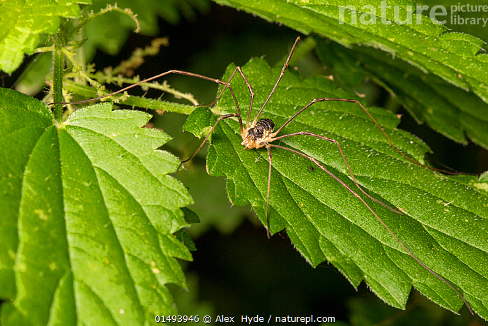 Stock photo of Harvestman (Mitopus morio) male hunting on nettle leaves ...