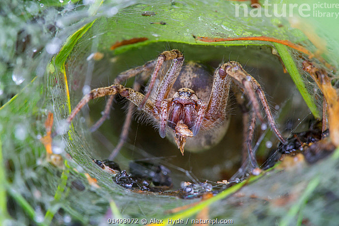 Stock photo of Labyrinth spider (Agelena labyrinthica) in funnel web ...