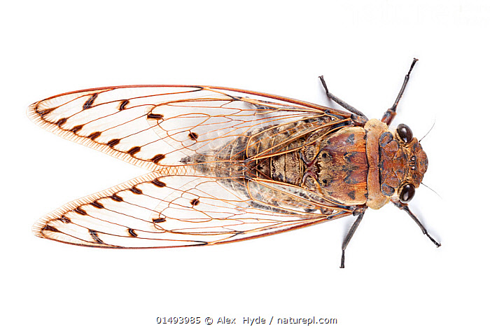 Stock photo of Cicada (Pomponia sp) Maliau Basin, Sabah, Borneo ...