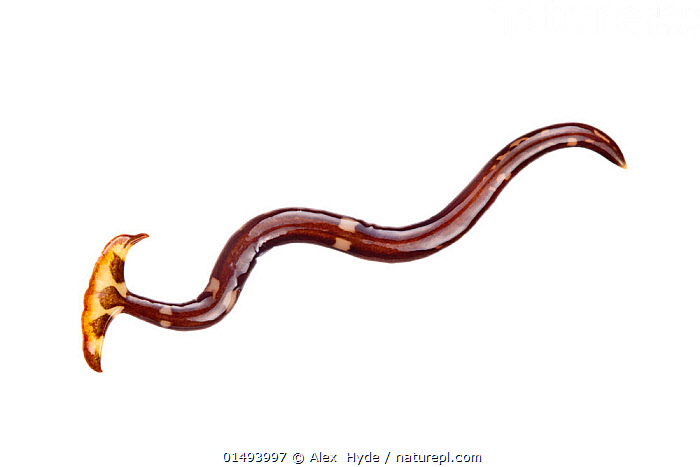 Stock photo of Terrestrial flatworm (Planariidae) Danum Valley, Sabah ...