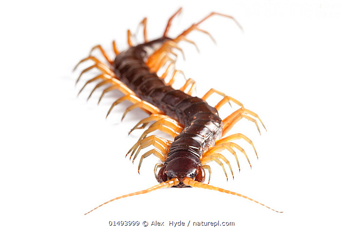 Stock photo of Large Centipede (Chilopoda) Danum Valley, Sabah, Borneo ...