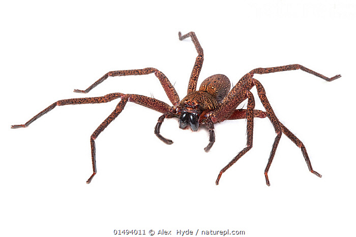 Stock photo of Huntsman spider (Sparassidae) Danum Valley, Sabah ...