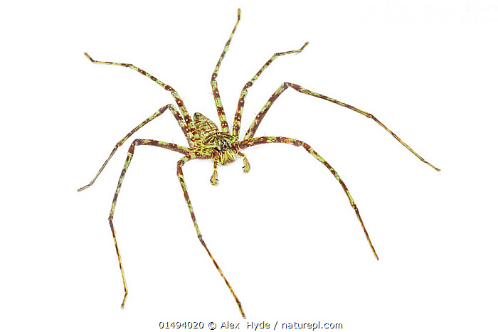 Stock photo of Lichen-mimicking Huntsman Spider (Pandercetes sp) Danum ...