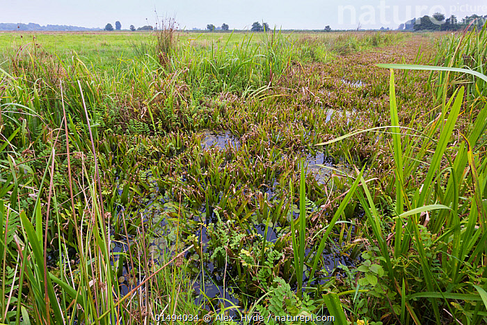 Stock photo of Habitat of the Fen raft spider / Great raft spider ...