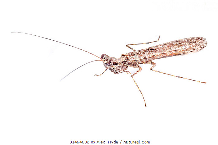 Stock photo of Praying mantis (Mantodea) Maliau Basin, Borneo ...