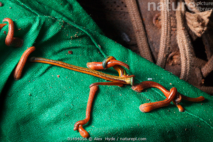 Stock photo of Tiger leeches (Haemadipsa picta) on the outside of a ...