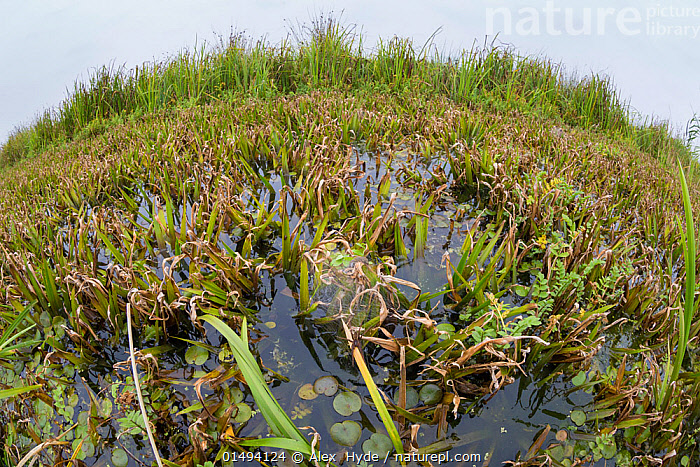 Stock photo of Habitat of the Fen raft spider / Great raft spider ...