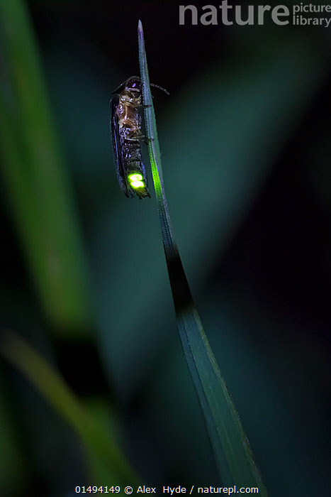 Stock photo of Firefly (Lampyrinae) male glowing on grass stem at night ...