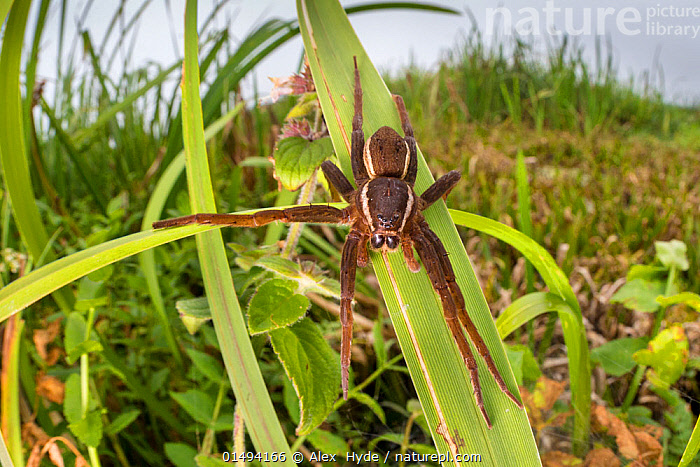 Stock photo of Fen raft spider / Great raft spider (Dolomedes ...