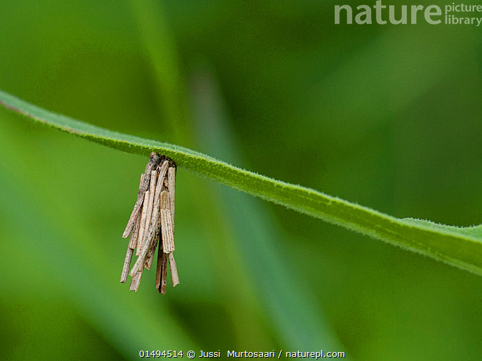 Stock photo of Common bagworm (Fumea casta) caterpillar bag constructed ...