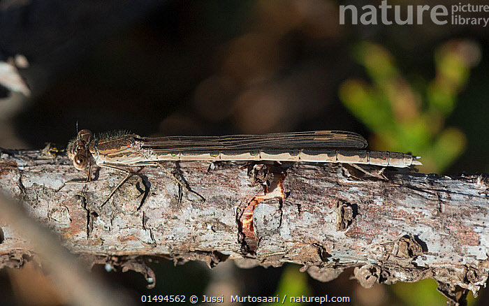 Stock photo of Siberian winter damselfly (Sympecma paedisca) resting on ...