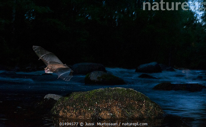 Stock photo of Daubenton's bat (Myotis daubentonii) flying over a small ...