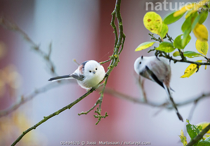 Stock photo of Long-tailed bushtit (Aegithalos caudatus) white headed ...