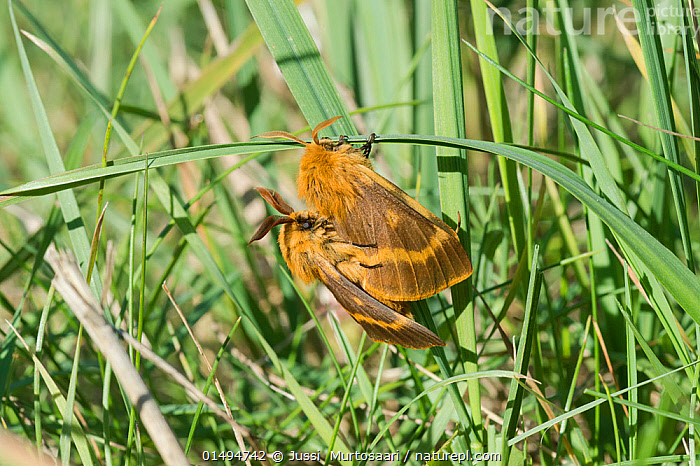 Stock photo of Moth (Lemonia dumi) male and female mating, Hanko ...