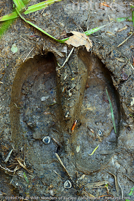 Stock photo of Footprint of European bison / Wisent (Bison bonasus ...