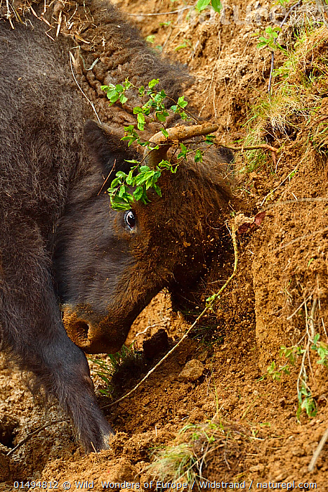 Stock photo of European bison / Wisent (Bison bonasus) released into ...