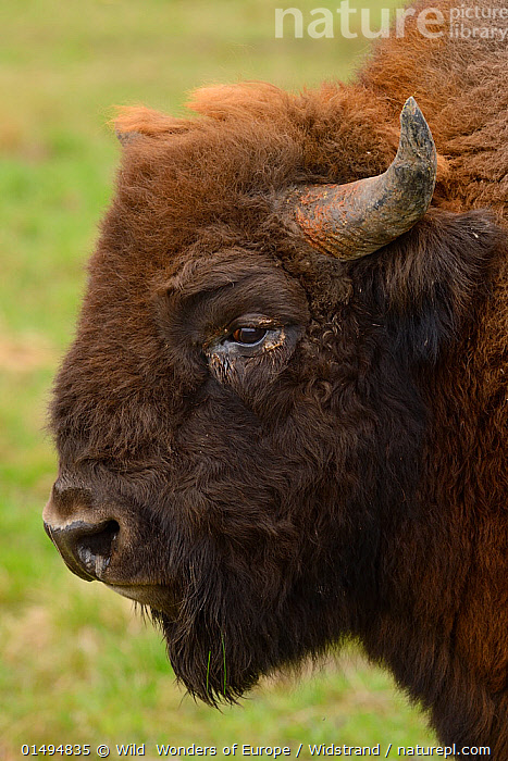 Stock photo of European bison / Wisent (Bison bonasus) bull portrait. Captive animal…. Available ...