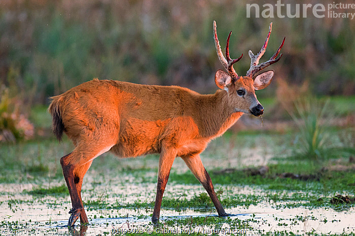 Stock photo of Marsh deer (Blastocerus dichotomus) male, Ibera Marshes ...