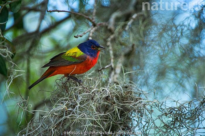 Stock photo of Painted bunting (Passerina ciris) Little St Simon's ...