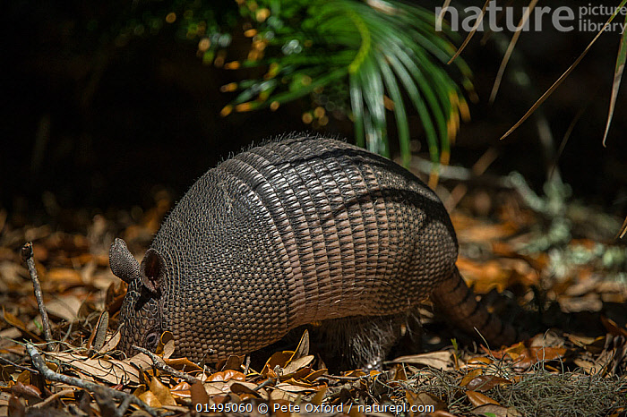 Stock photo of Nine-banded armadillo (Dasypus novemcinctus) foraging in ...