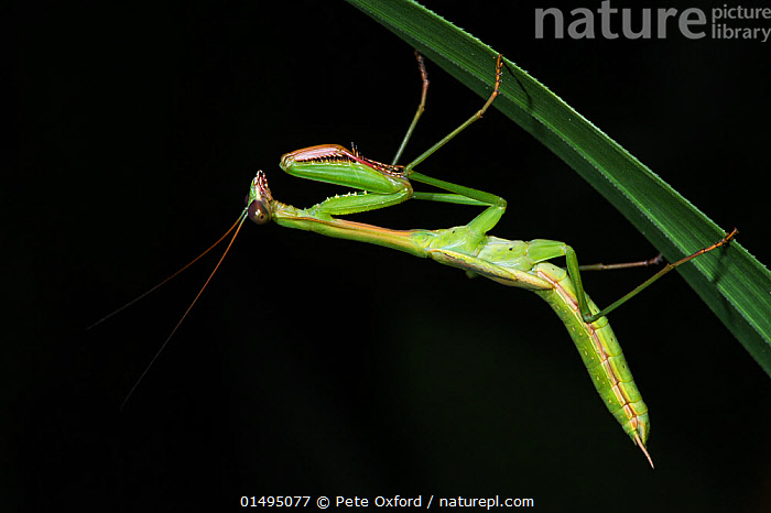 Praying Mantis Wallpapers Stock Photo Of Praying Mantis (Mantodea)