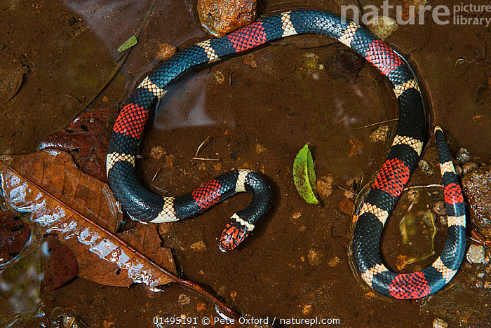 South American Coral Snakes