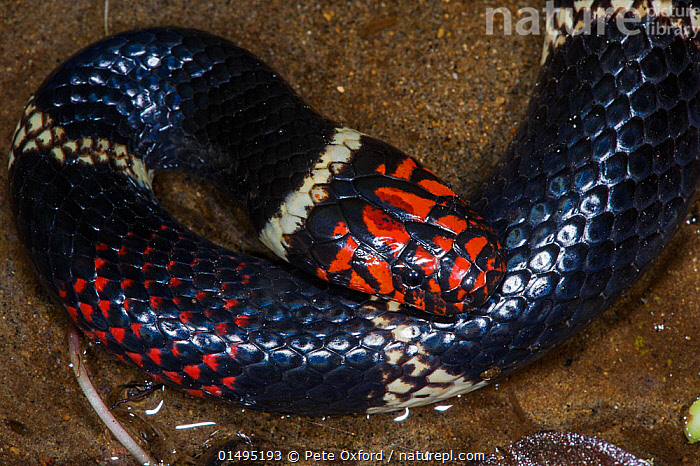 South American Coral Snakes