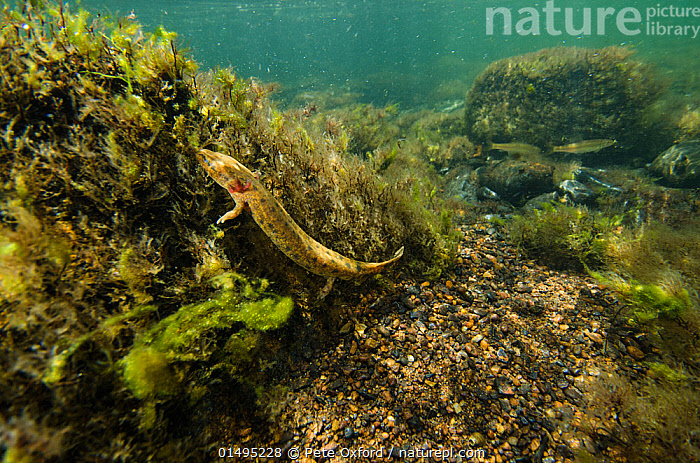 Stock photo of Common mudpuppy (Necturus maculosus) underwater ...