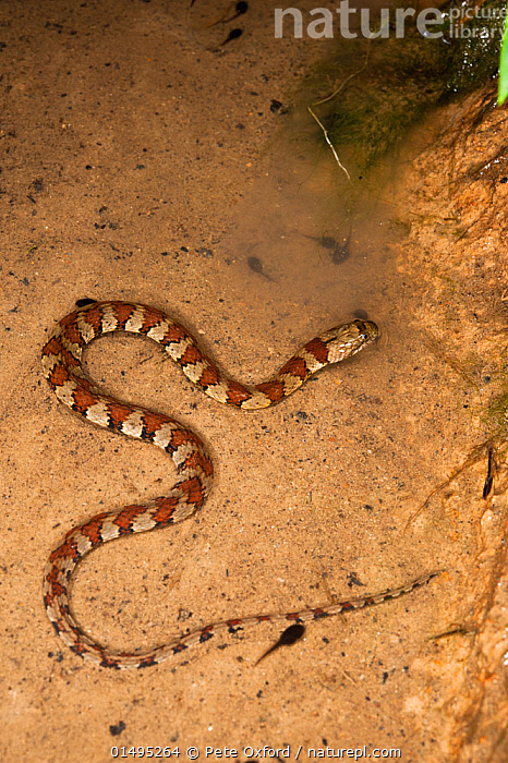 Stock photo of Spiral keelback (Helicops petersi) Yasuni National Park ...