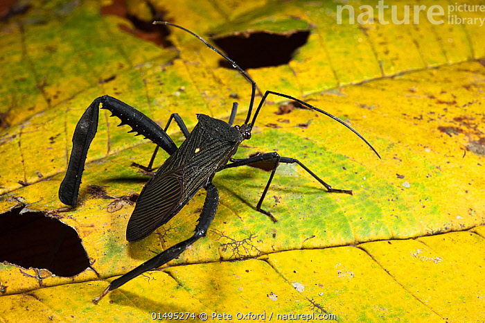 Stock photo of Leaf-footed Bug (Coreidae) Yasuni National Park, Amazon ...