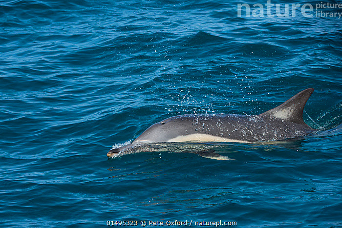 Stock photo of Long-beaked common dolphin (Delphinus capensis) feeding ...