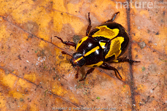 Stock photo of Ornate Beetle (Coleoptera) Yasuni National Park, Amazon ...