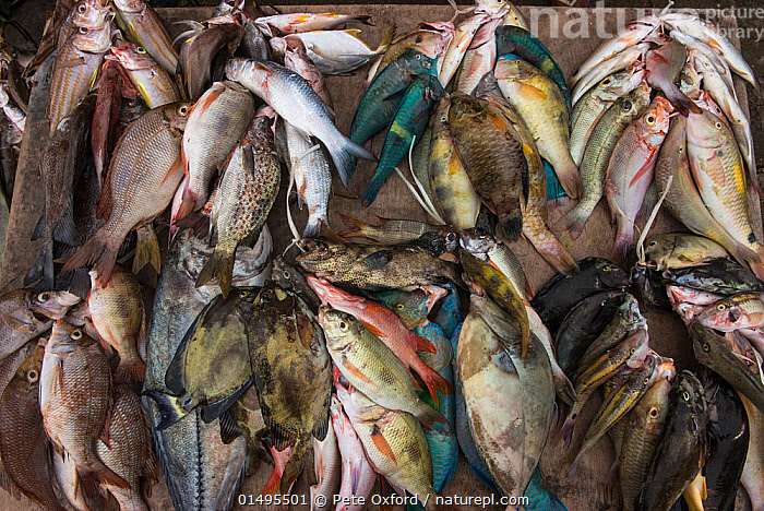 Stock photo of Mixed reef fish for sale, Suva Seafood Market, Viti Levu ...