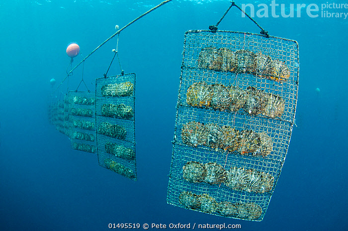 Stock photo of Pearl farming racks underwater, J Hunter Pearl Farm ...