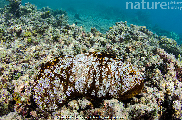 Stock photo of Sea cucumber (Bohadschia sp) Rainbow Reef, Fiji, South ...