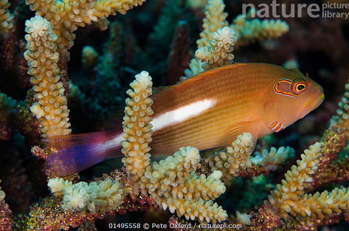 Stock photo of Arc-eye hawkfish (Paracirrhites arcatus) Rainbow Reef ...