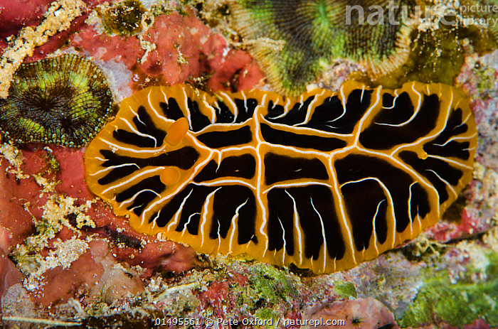Stock photo of Halgerda reticulidia nudibranch (Reticulidia halgerda ...