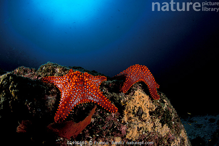 Stock photo of Panamic cushion seastars (Pentaceraster cumingi) Sea of ...