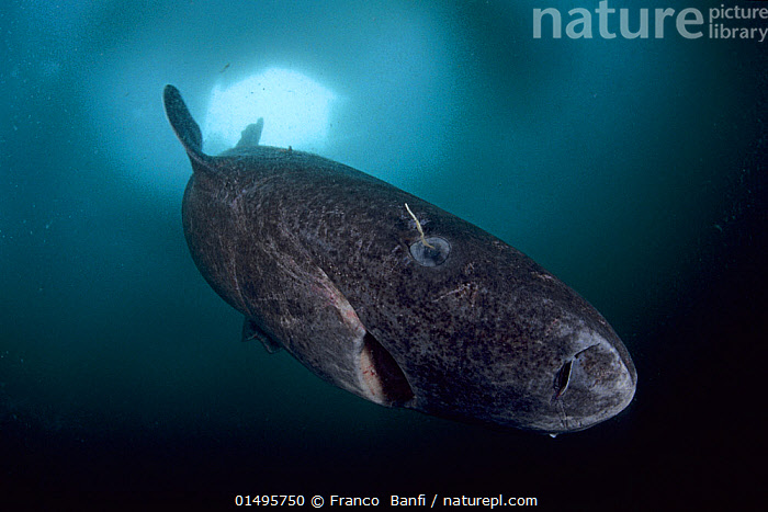 Stock photo of Greenland shark (Somniosus microcephalus) with parasitic ...