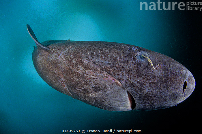 Stock photo of Greenland shark (Somniosus microcephalus) with parasitic ...