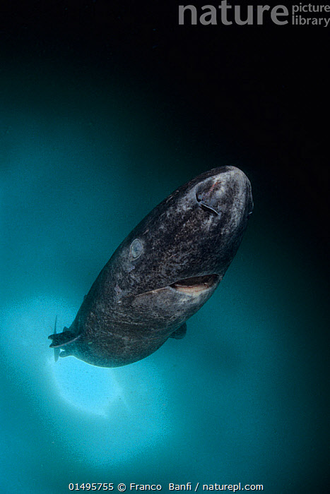 Stock photo of Greenland shark (Somniosus microcephalus) under ice ...
