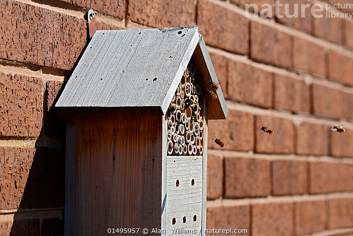 Stock photo of Insect nest box on wall, occupied by Red mason bees ...