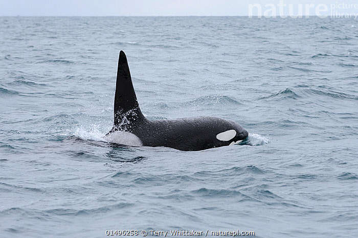 Stock photo of Male North Atlantic Killer whale (Orcinus orca) at ...